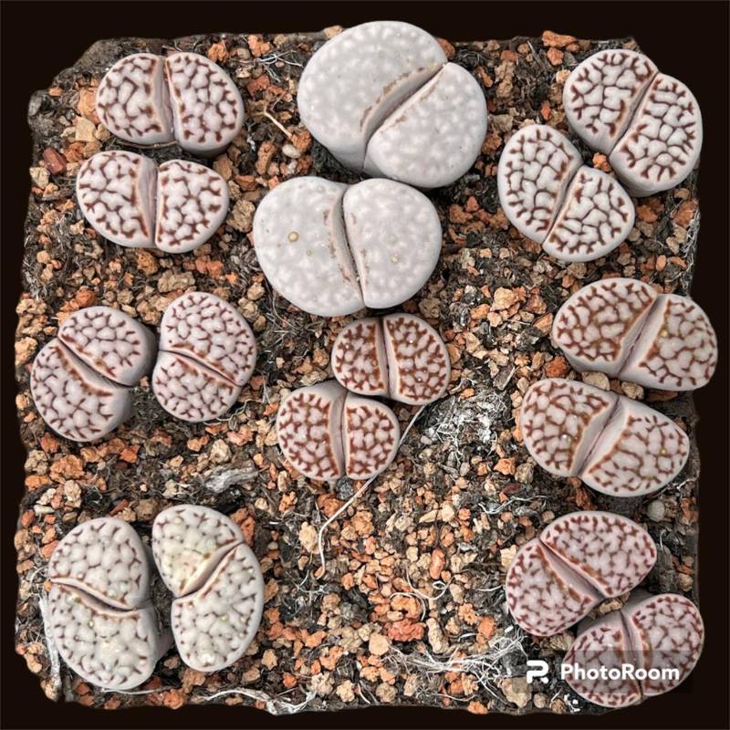 Lithops | Discover Rare Succulent Plants at Vivian Lithops Garden